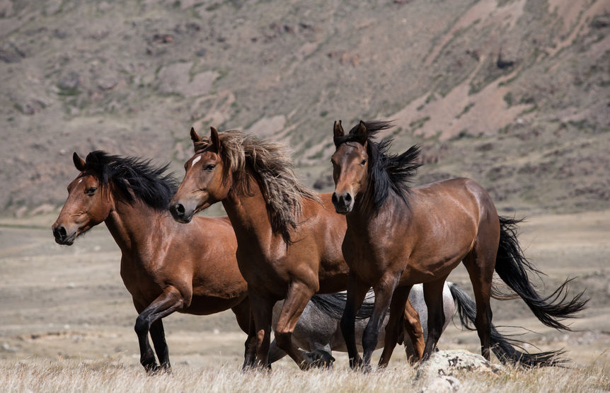 BLM Saddles Up New Program To Manage Wild Horses CFACT