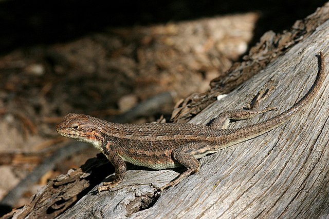 Looming ESA listing of Dunes Sagebrush Lizard roils desert Southwest ...